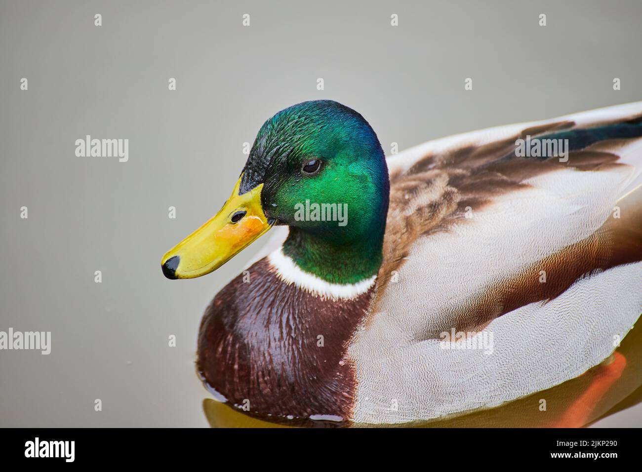 A closeup shot of a male mallard duck floating on a calm pond Stock ...
