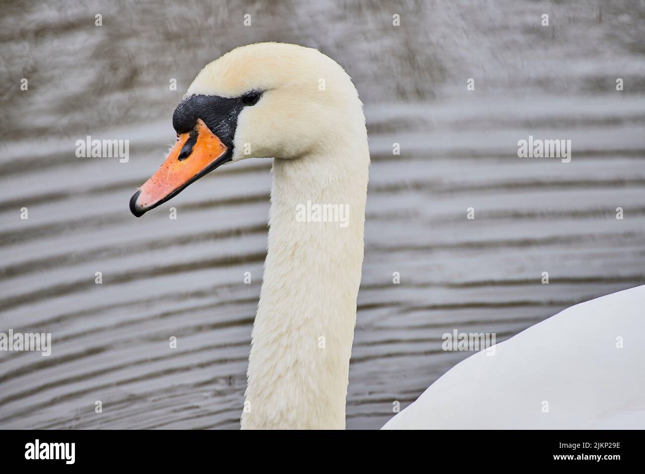 A closeup shot of a white swan floating on a calm pond Stock Photo - Alamy