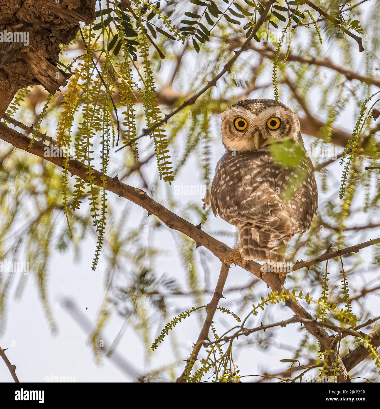 Spotted Owl hidden in a tree looking back Stock Photo - Alamy