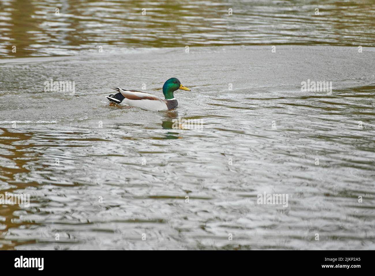 A lone male mallard duck floating on a calm pond Stock Photo - Alamy