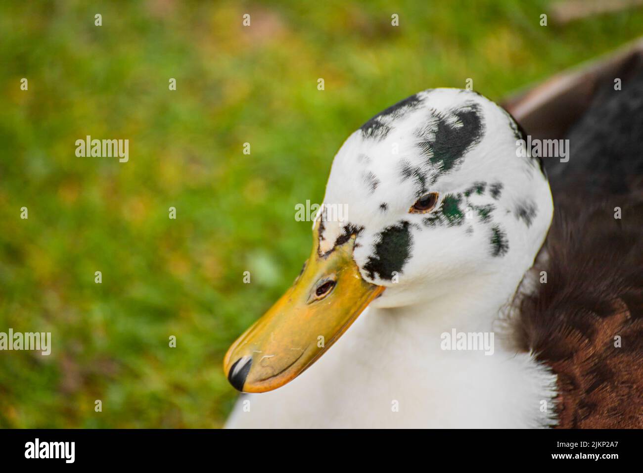 Duck face hi-res stock photography and images - Alamy