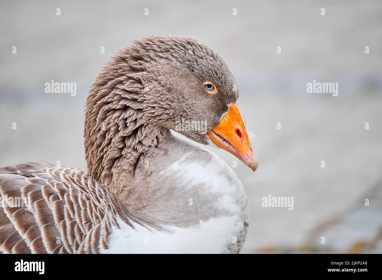 A closeup shot of a goose floating on calm pond Stock Photo - Alamy
