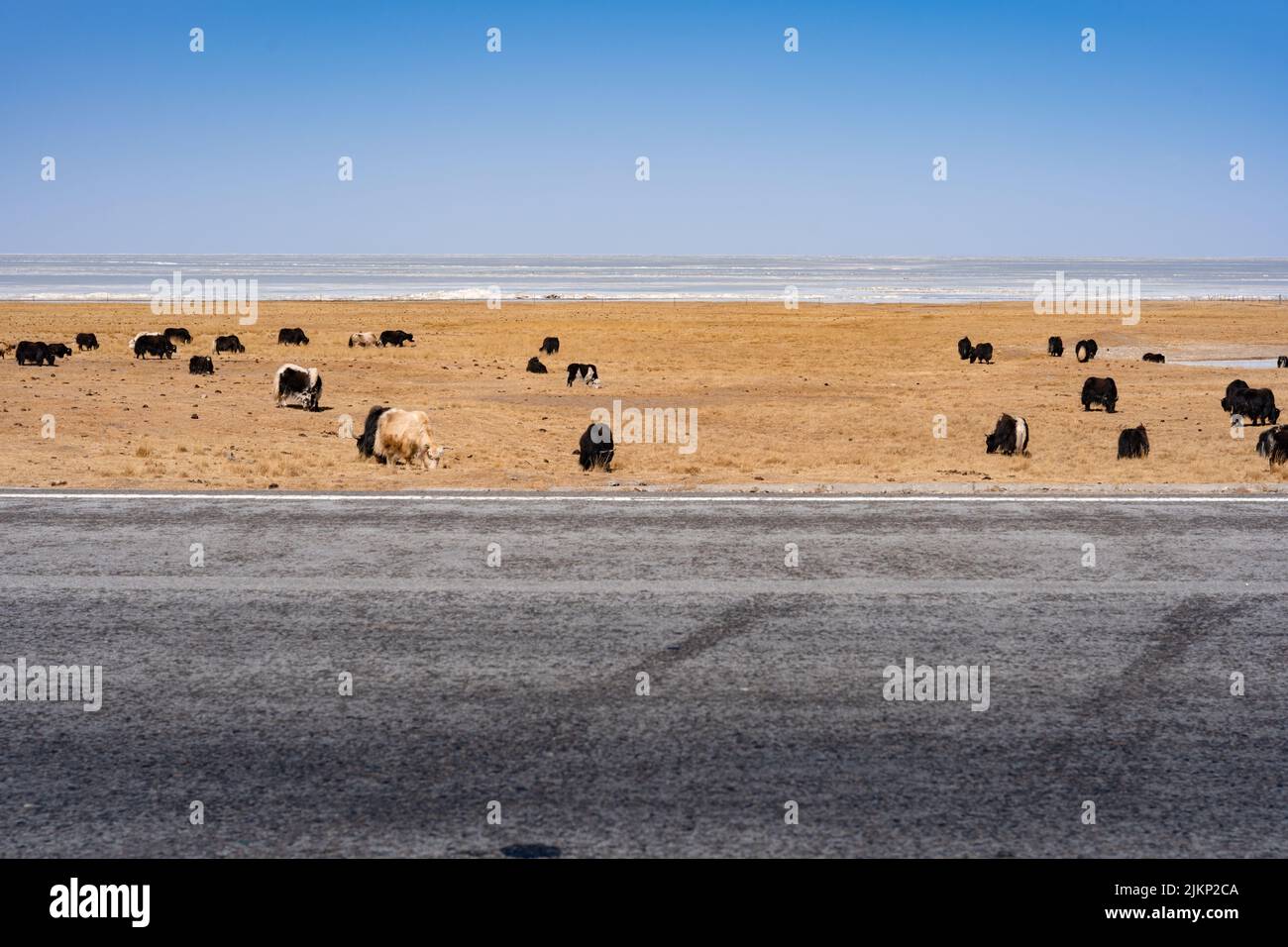 A herd of cows grazing in a pasture on the beach next to a road under ...