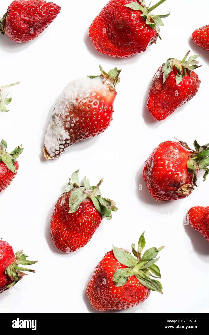 rotten strawberries on white background.global hunger problem. copy ...