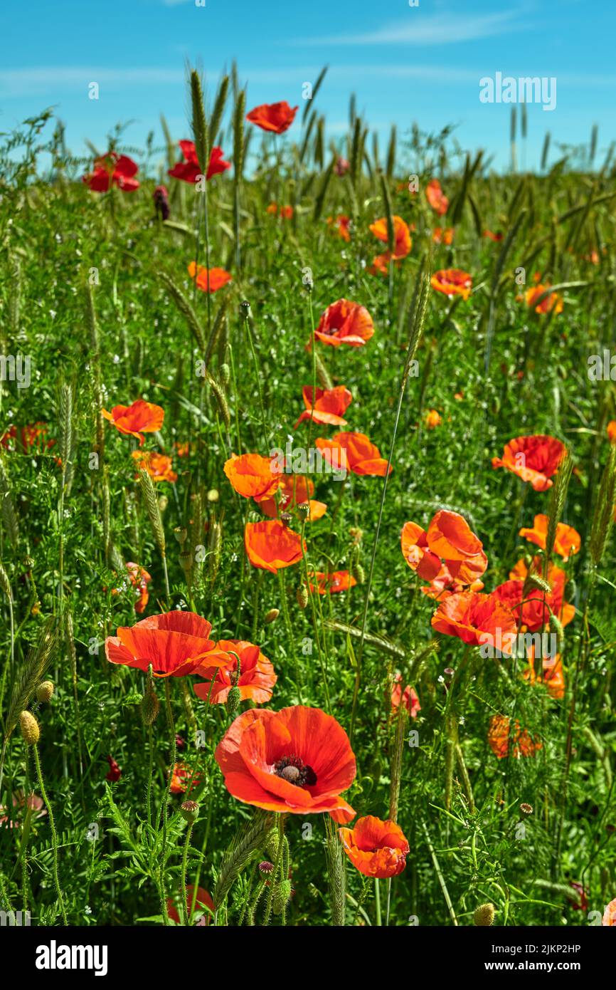 Wheat fields with poppies in early summer. A photo of poppies in the ...
