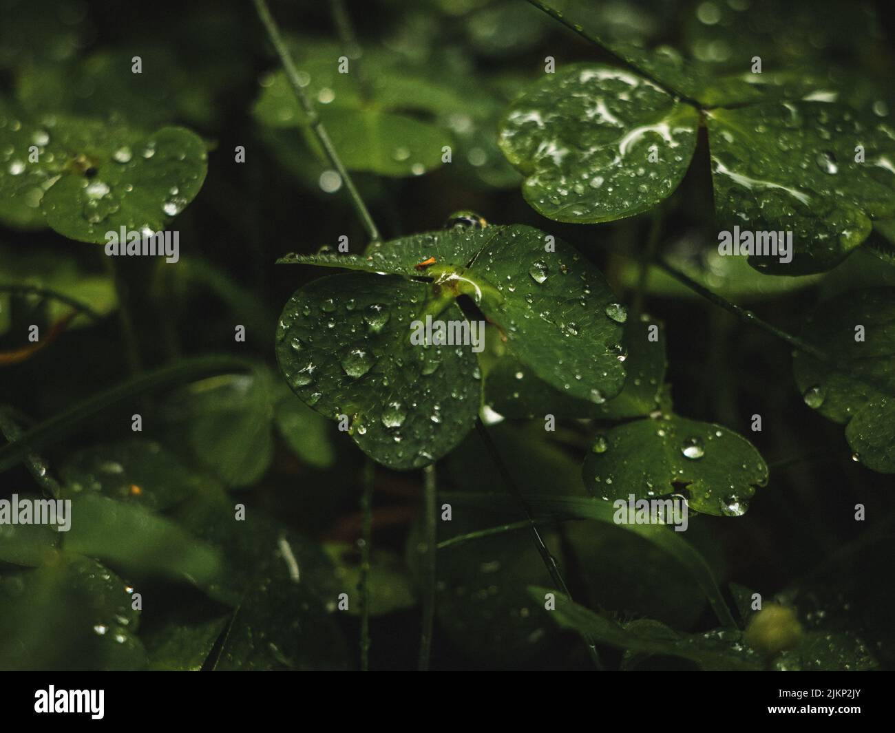 A macro view of dewy green leaves Stock Photo - Alamy