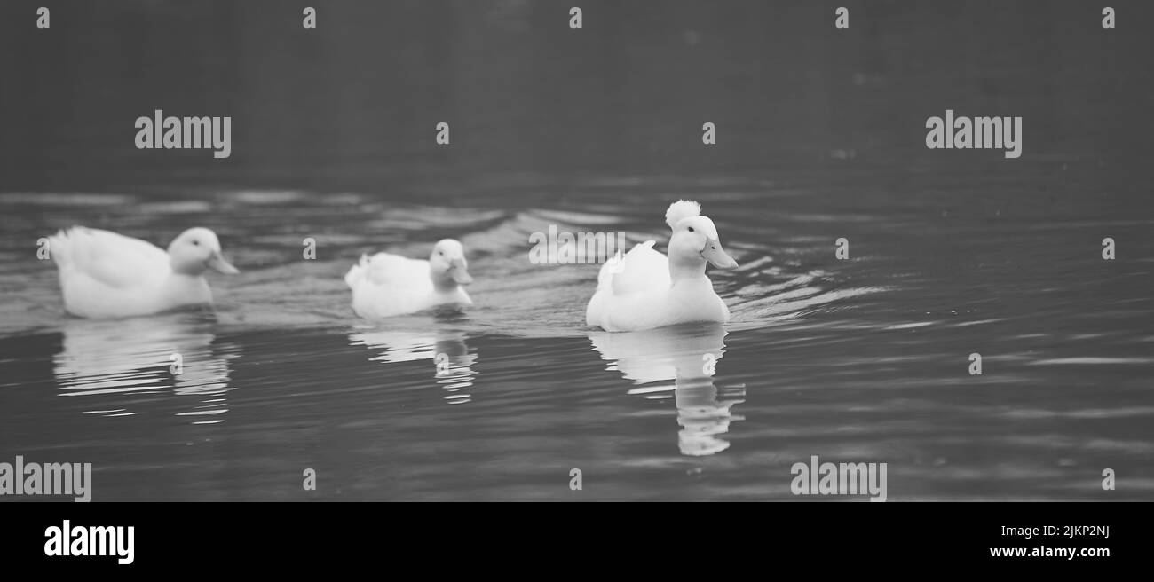 A flock of white ducks floating on a calm pond Stock Photo - Alamy