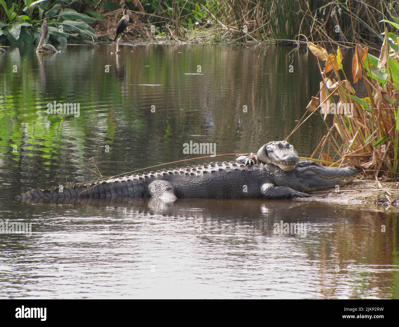 A beautiful shot of two crocodiles laying on top of each other at the ...