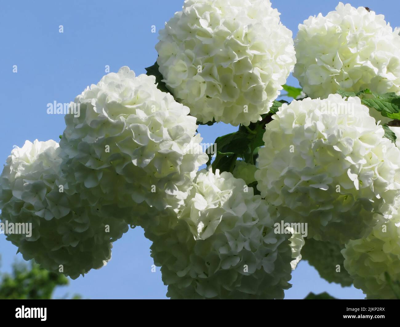 White flower balls hi-res stock photography and images - Alamy