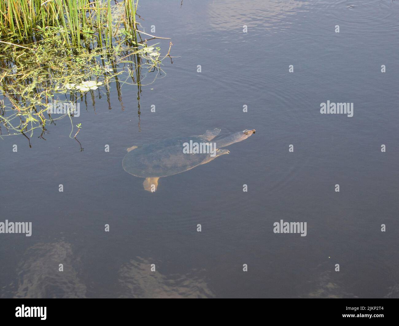 Swamp turtle hi-res stock photography and images - Alamy