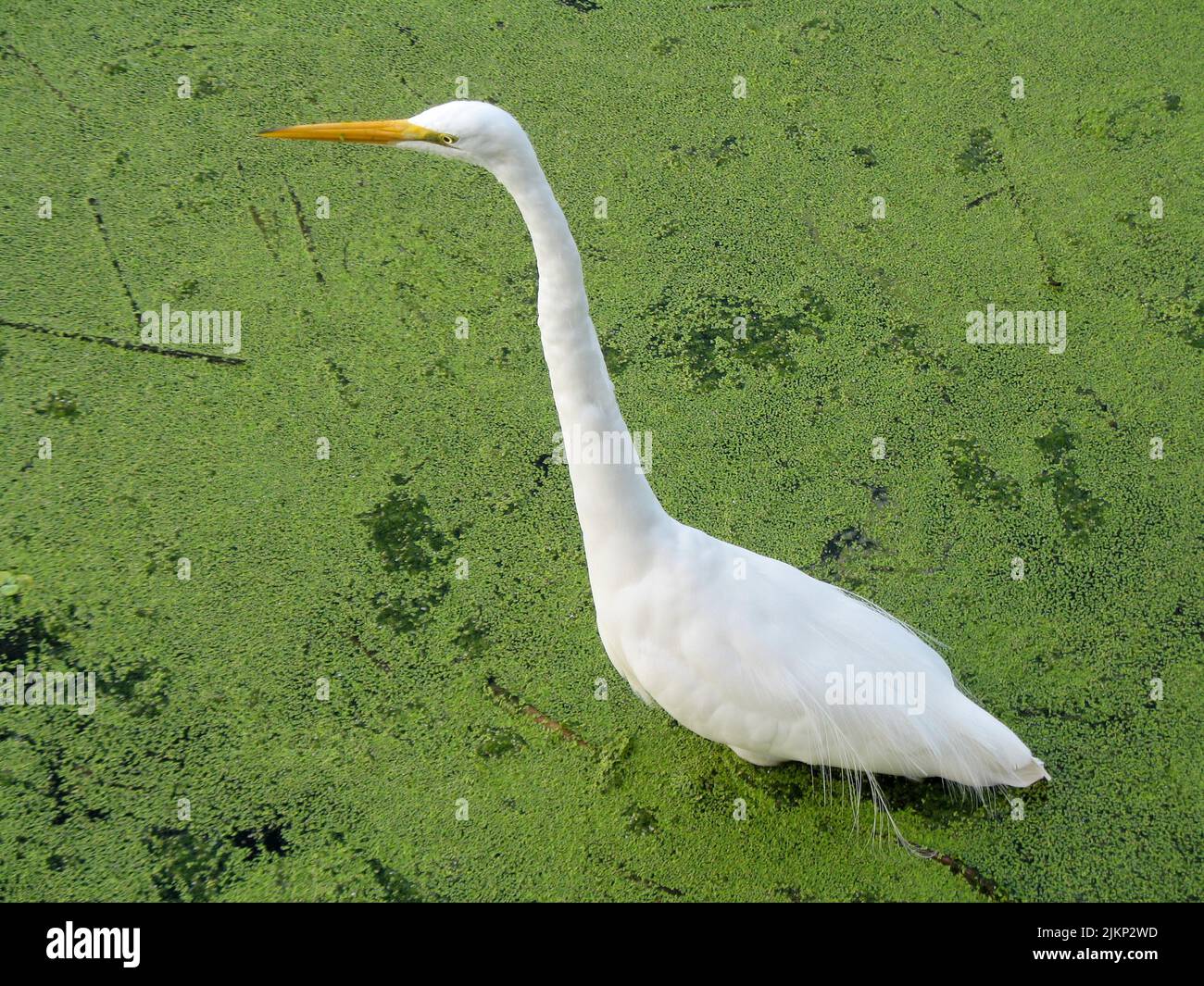 A beautiful shot of a great egret walking among algae in the shallow ...