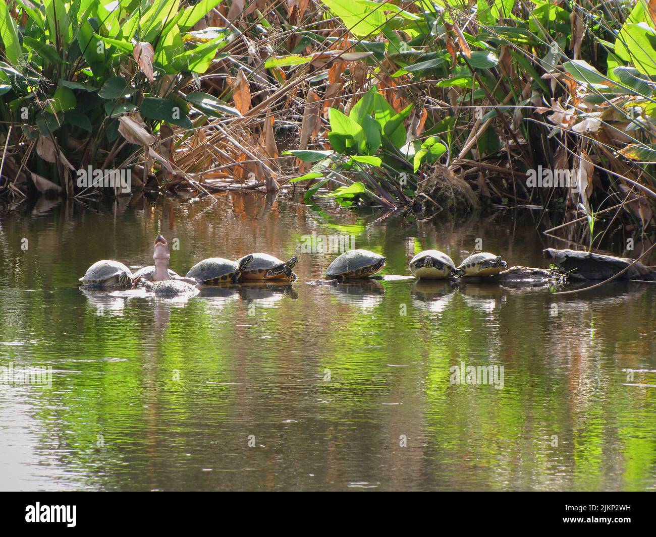 A beautiful shot of a bale of turtles basking on rocks by water plants ...