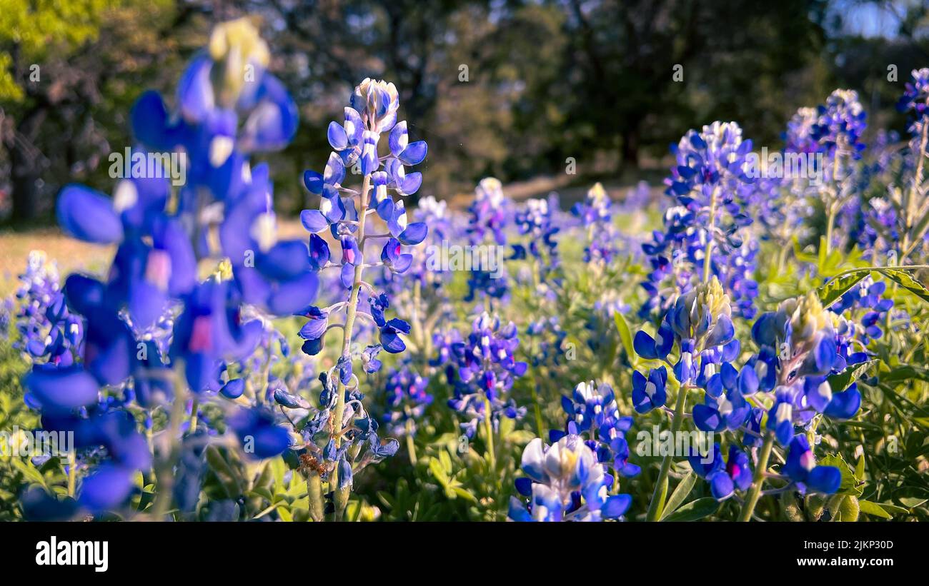 A selective focus shot of Bluebonnet flowers blooming under the bright ...