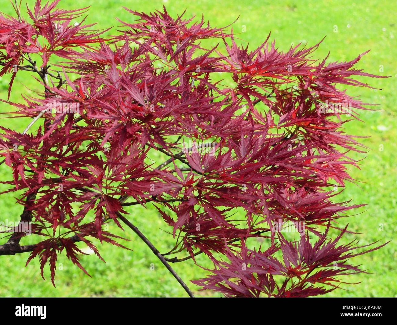 Seasonal view of japanese maple hi-res stock photography and images - Alamy