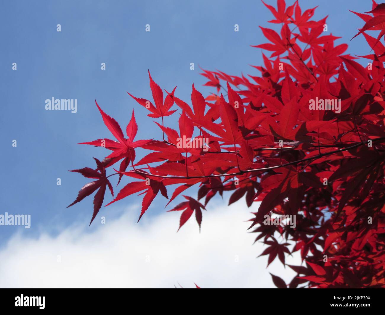 Red acer rubrum leaf hi-res stock photography and images - Alamy