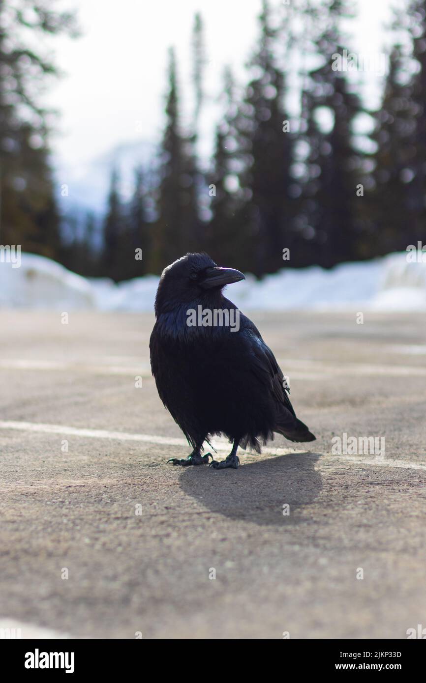 Big crow hi-res stock photography and images - Alamy