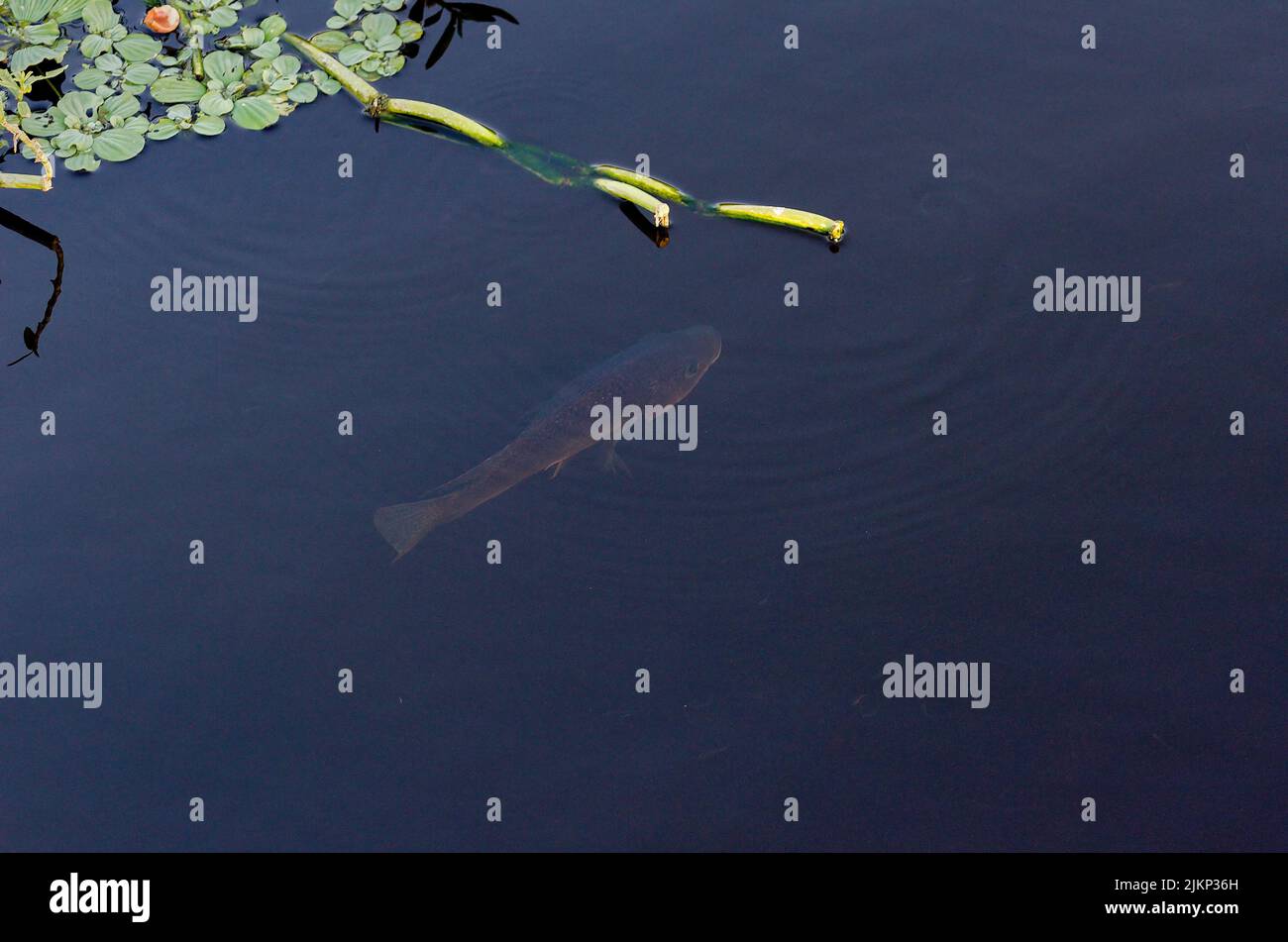 Big blue fish hi-res stock photography and images - Alamy