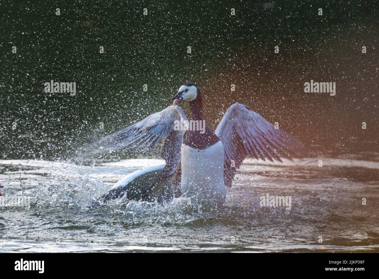 Geese fighting hi-res stock photography and images - Alamy