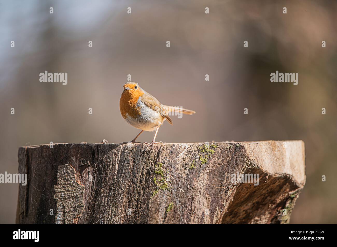 A cute Robin on a stump Stock Photo - Alamy