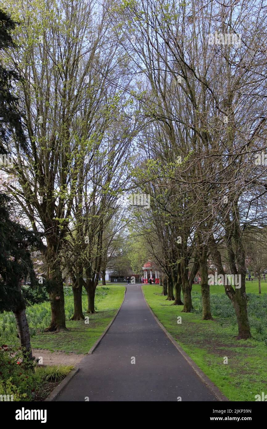 A vertical shot of trees with pathway in The peoples park Limerick City ...