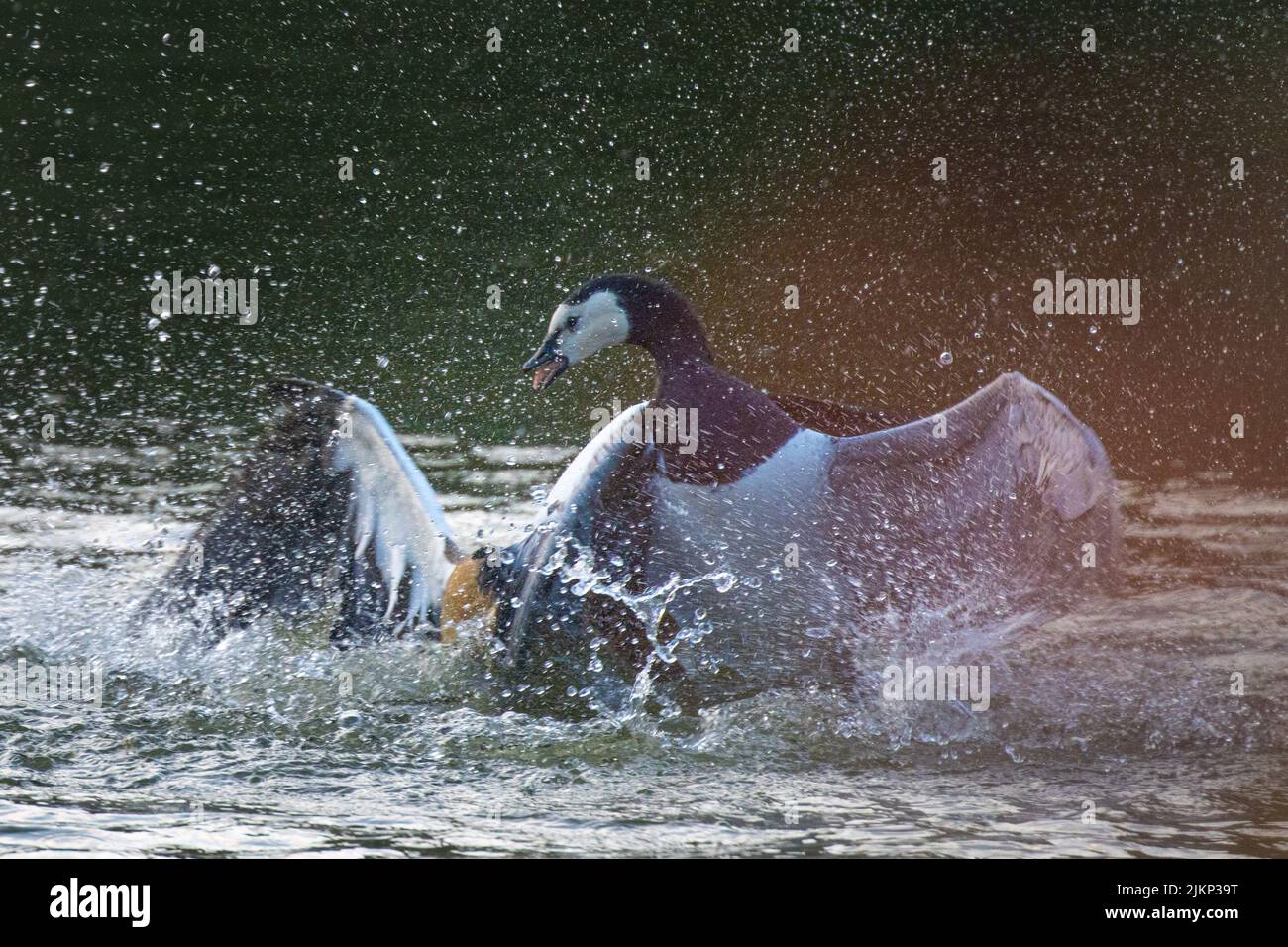 A Nile goose (Egyptian goose) fighting a nun goose in Basel ...