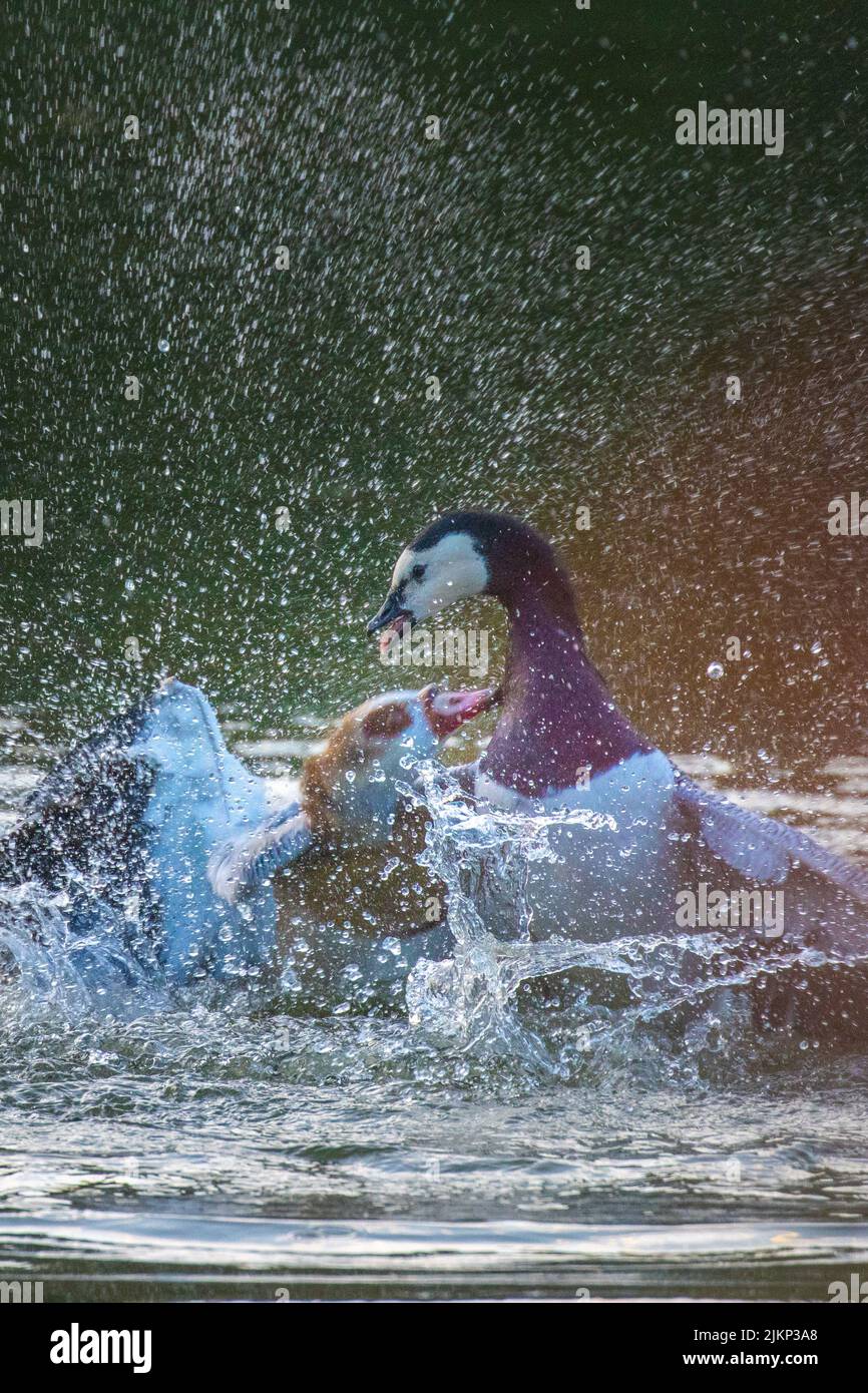 A Nile goose (Egyptian goose) fighting a nun goose in water Basel ...