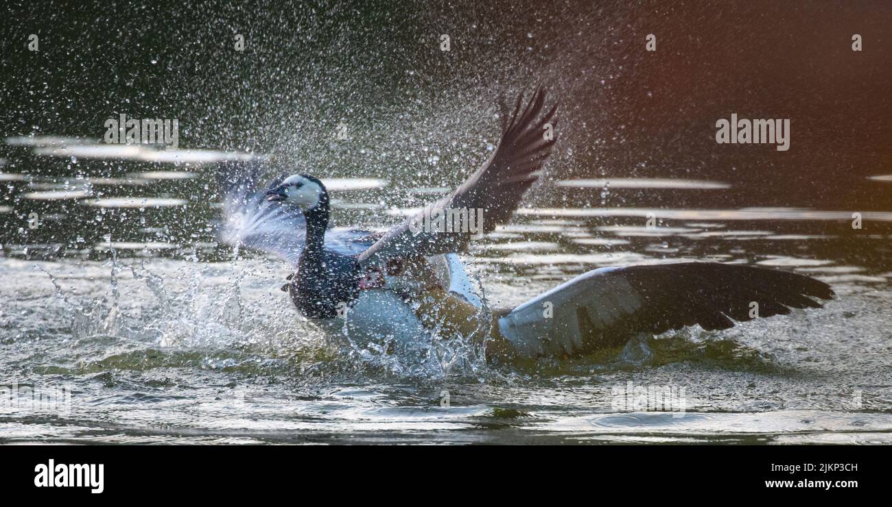 A Nile goose (Egyptian goose) fighting a nun goose in Basel ...