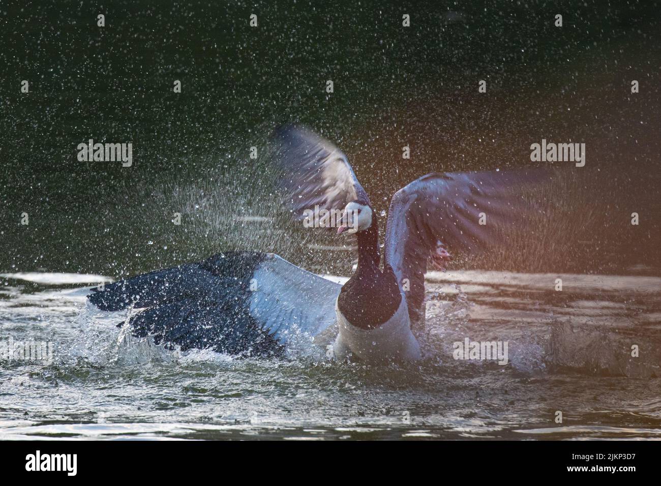 A Nile goose (Egyptian goose) fighting a nun goose in Basel ...