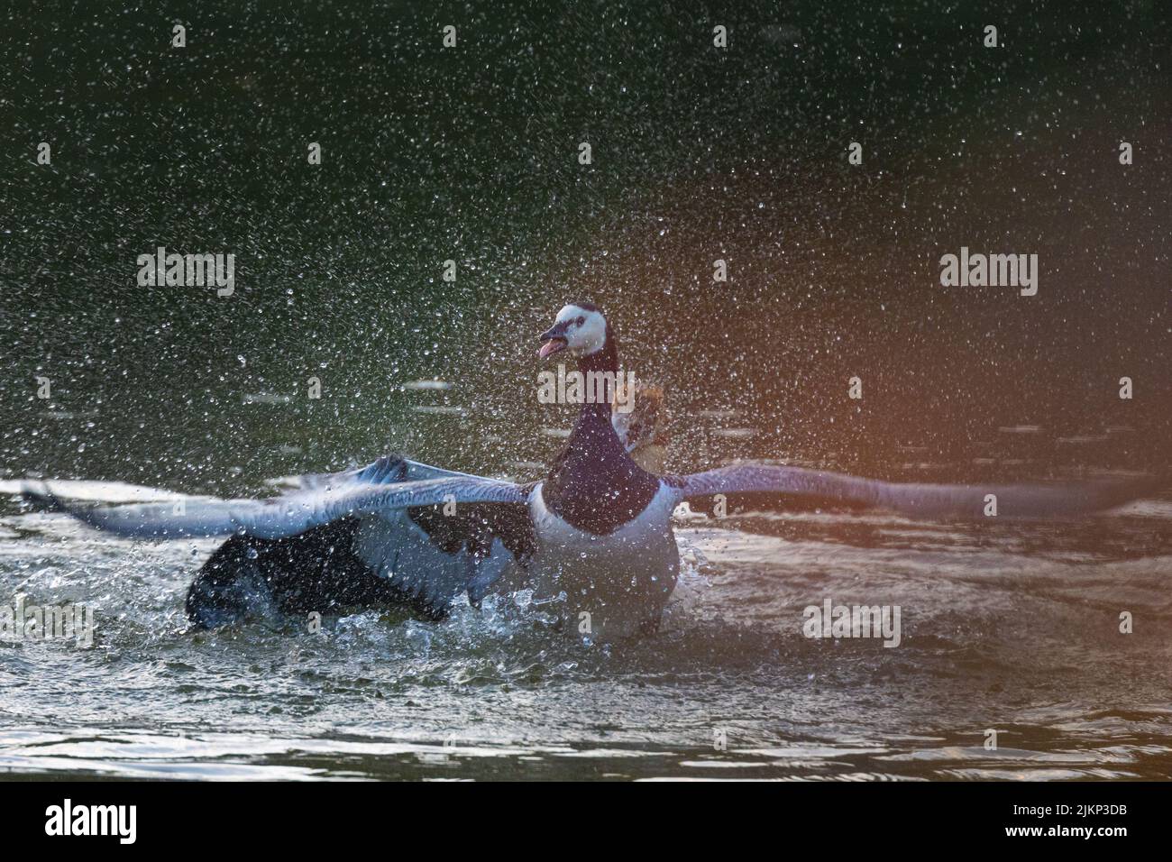 A Nile goose (Egyptian goose) fighting a nun goose in water Basel ...