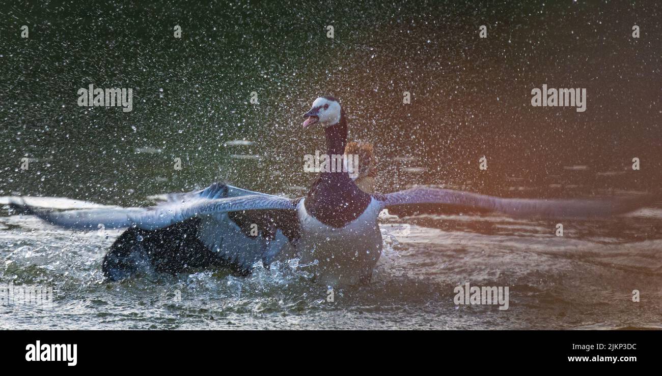 Goose fight hi-res stock photography and images - Alamy