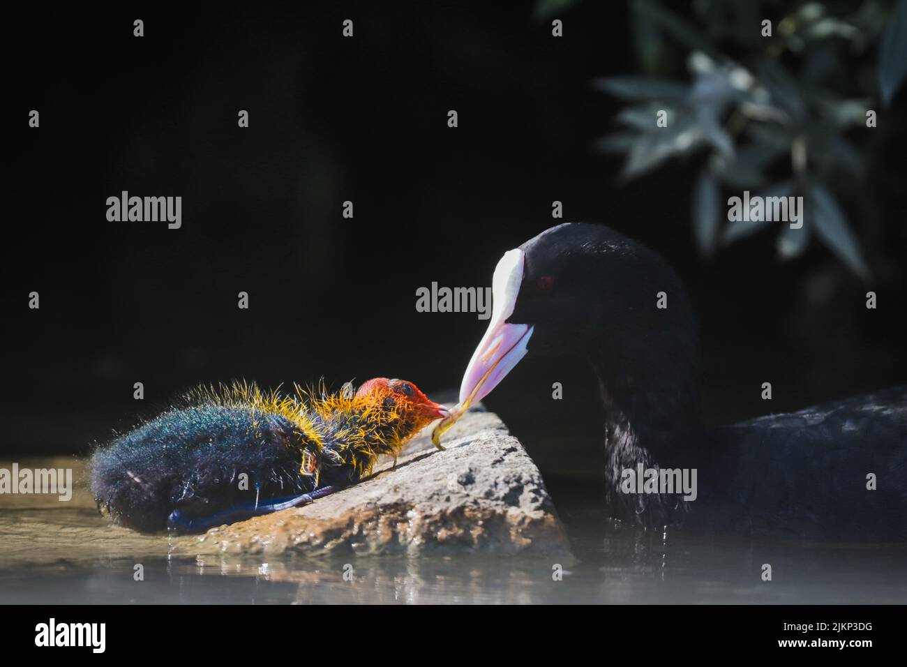 A mother coot feeding her young with little fish in Basel, Switzerland ...