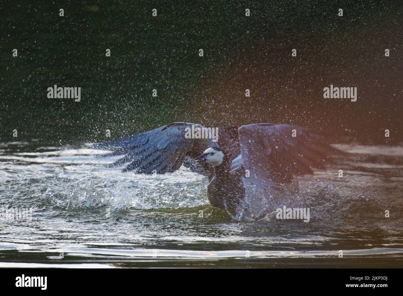 Egyptian goose fight hi-res stock photography and images - Alamy