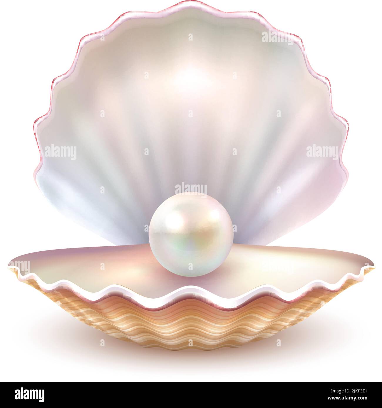 Finest quality beautiful natural open pearl shell close up realistic ...