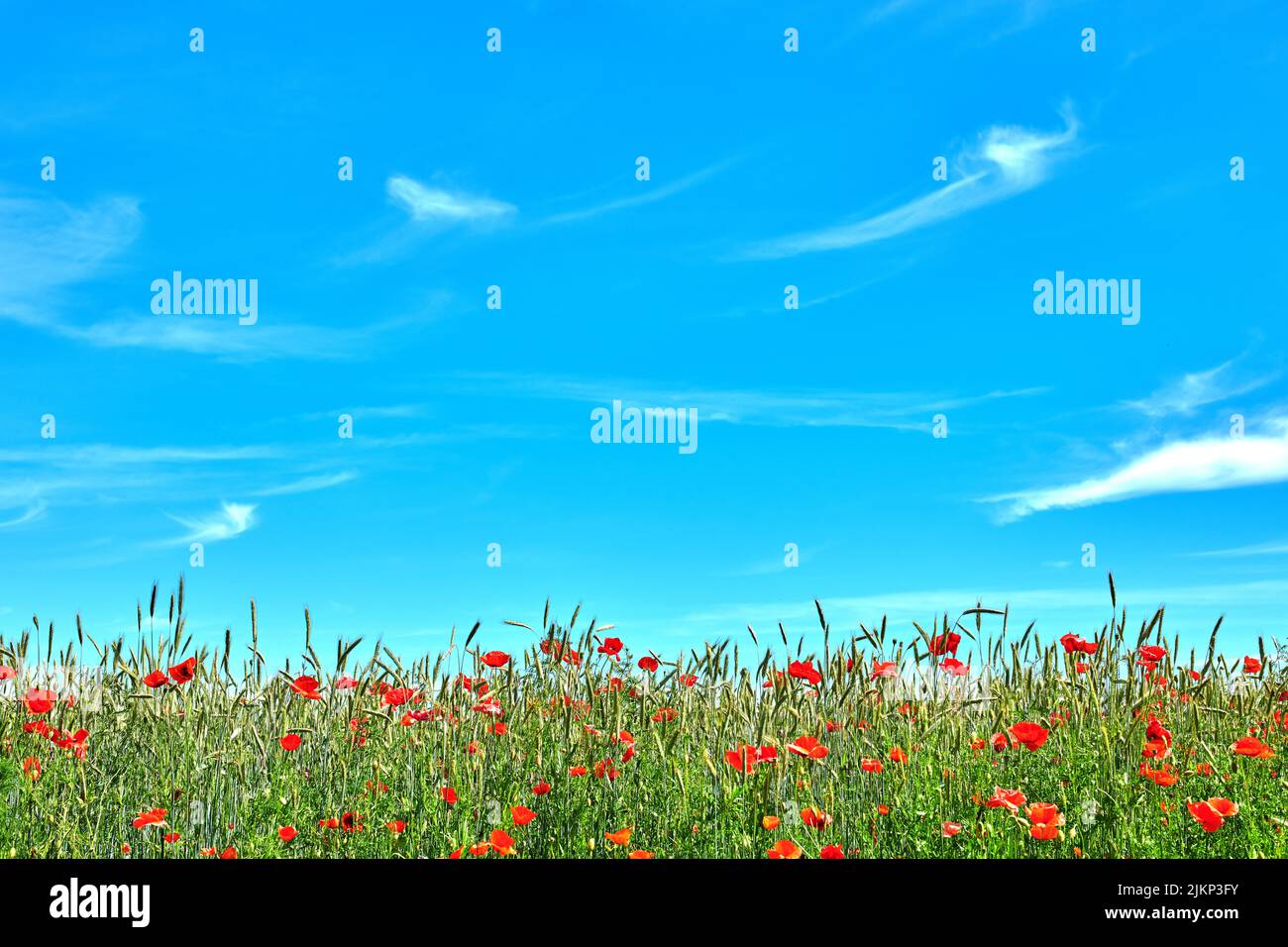 Wheat fields with poppies in early summer. A photo of poppies in the ...