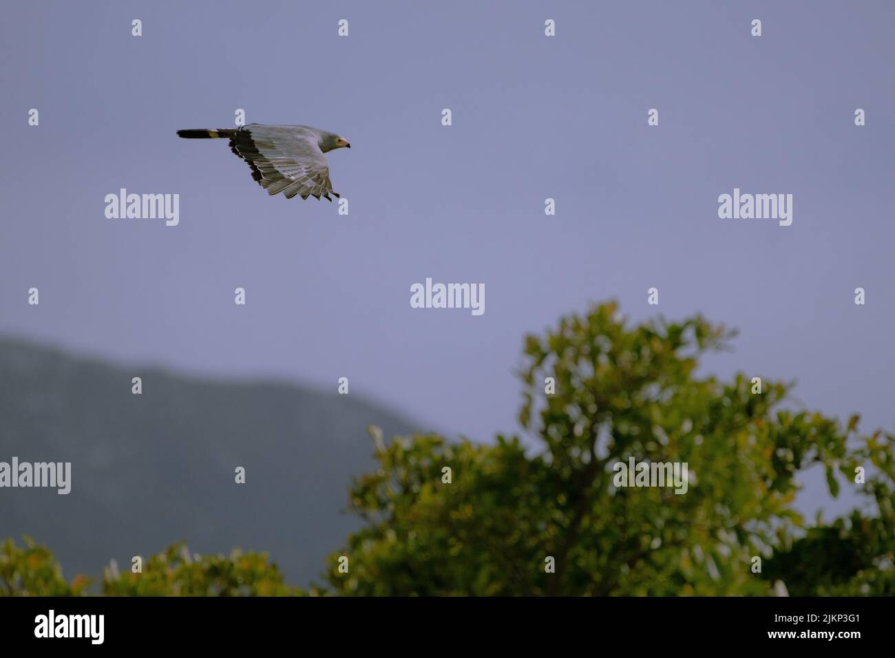 A gray hawk flying in the clear sky over green trees Stock Photo - Alamy
