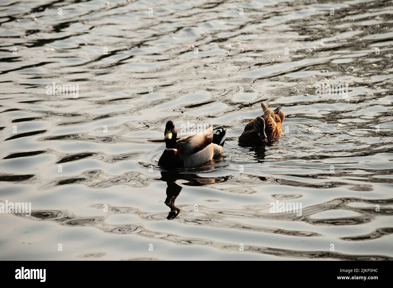 Wild mallards hi-res stock photography and images - Alamy