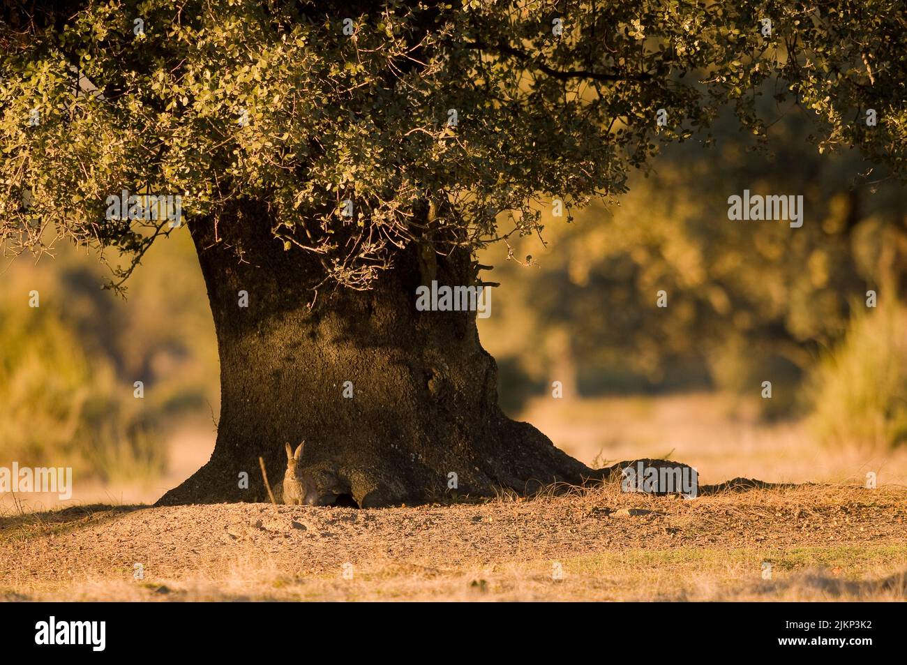 A rabbit protected under a tree under the sunlight in Extremadura ...