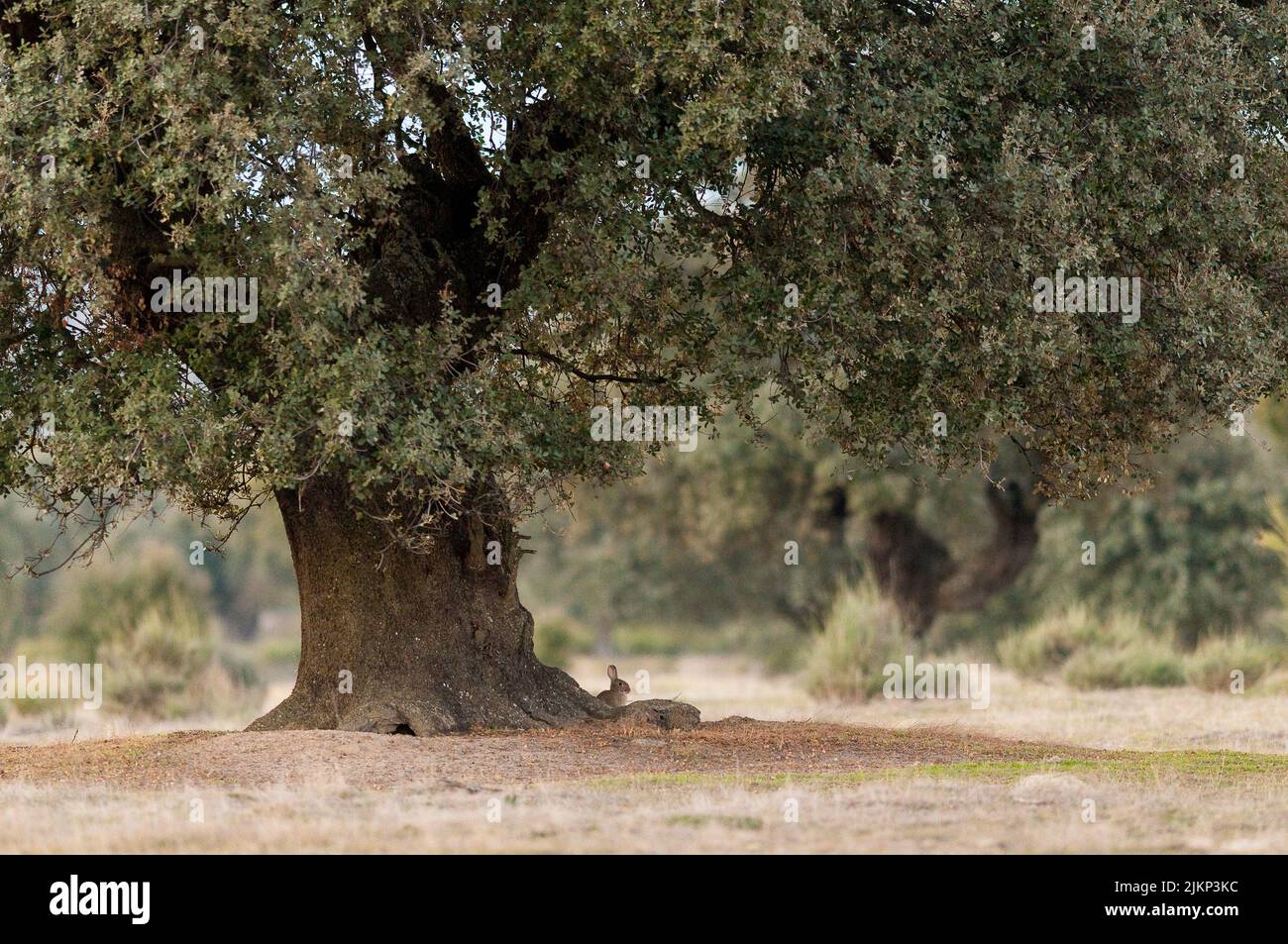 A rabbit protected under a tree under the sunlight in Extremadura ...