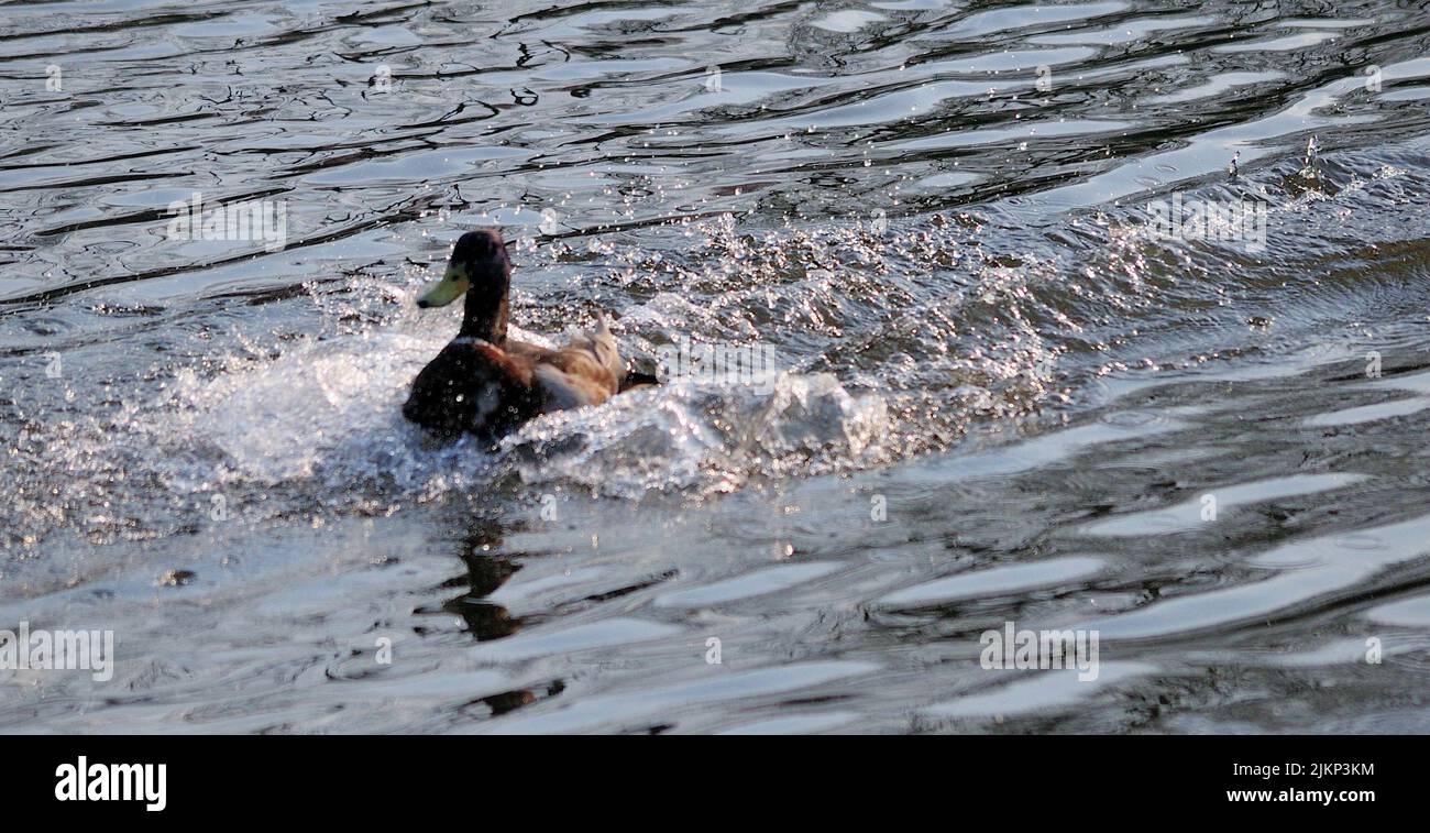 Three hens swimming hi-res stock photography and images - Alamy