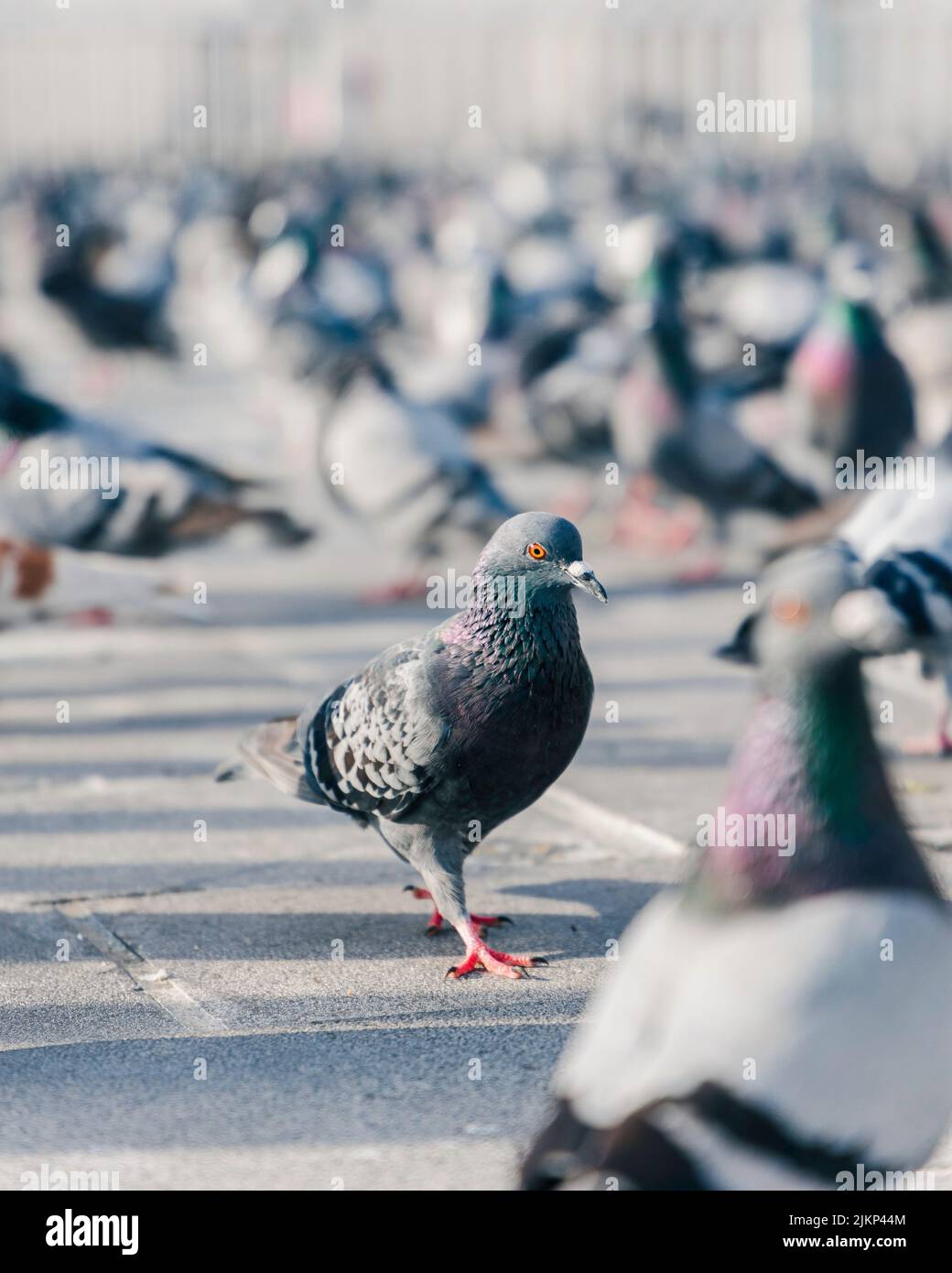 A selective focus shot of a feral pigeon walking in the street among ...