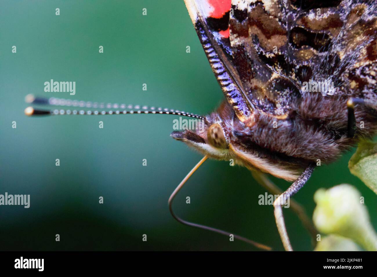The head of a fine-grained butterfly in a backyard in Basel ...