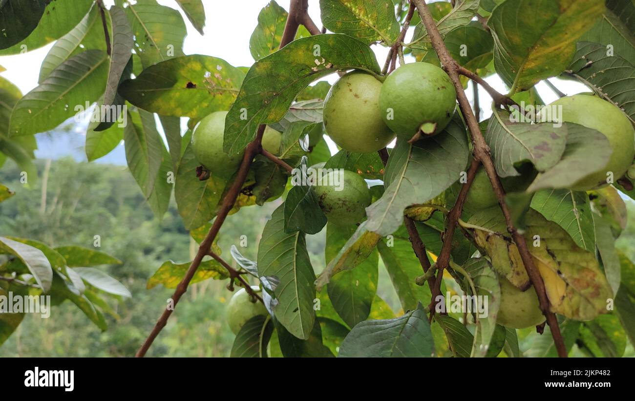 A walnut tree with ripening fruits Stock Photo - Alamy