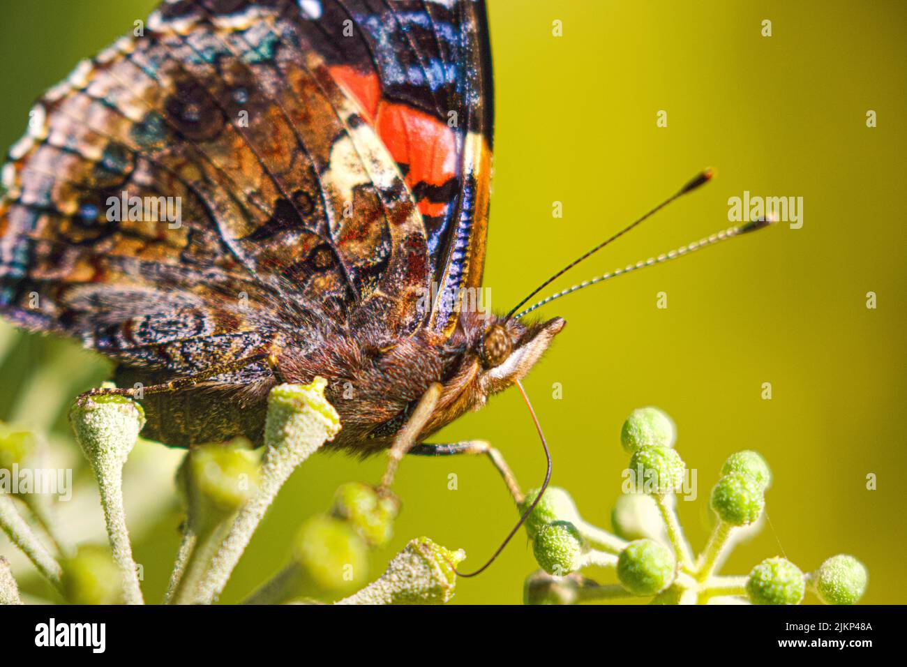 A fine-grained butterfly in a backyard in Basel, Switzerland Stock ...