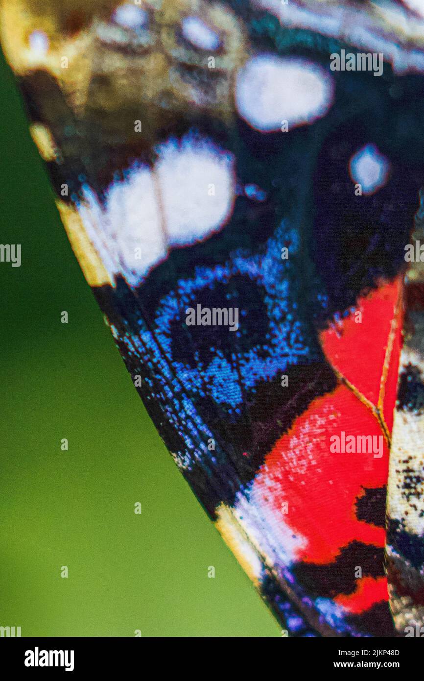 The upper wing of a fine-grained butterfly in a backyard in Basel ...