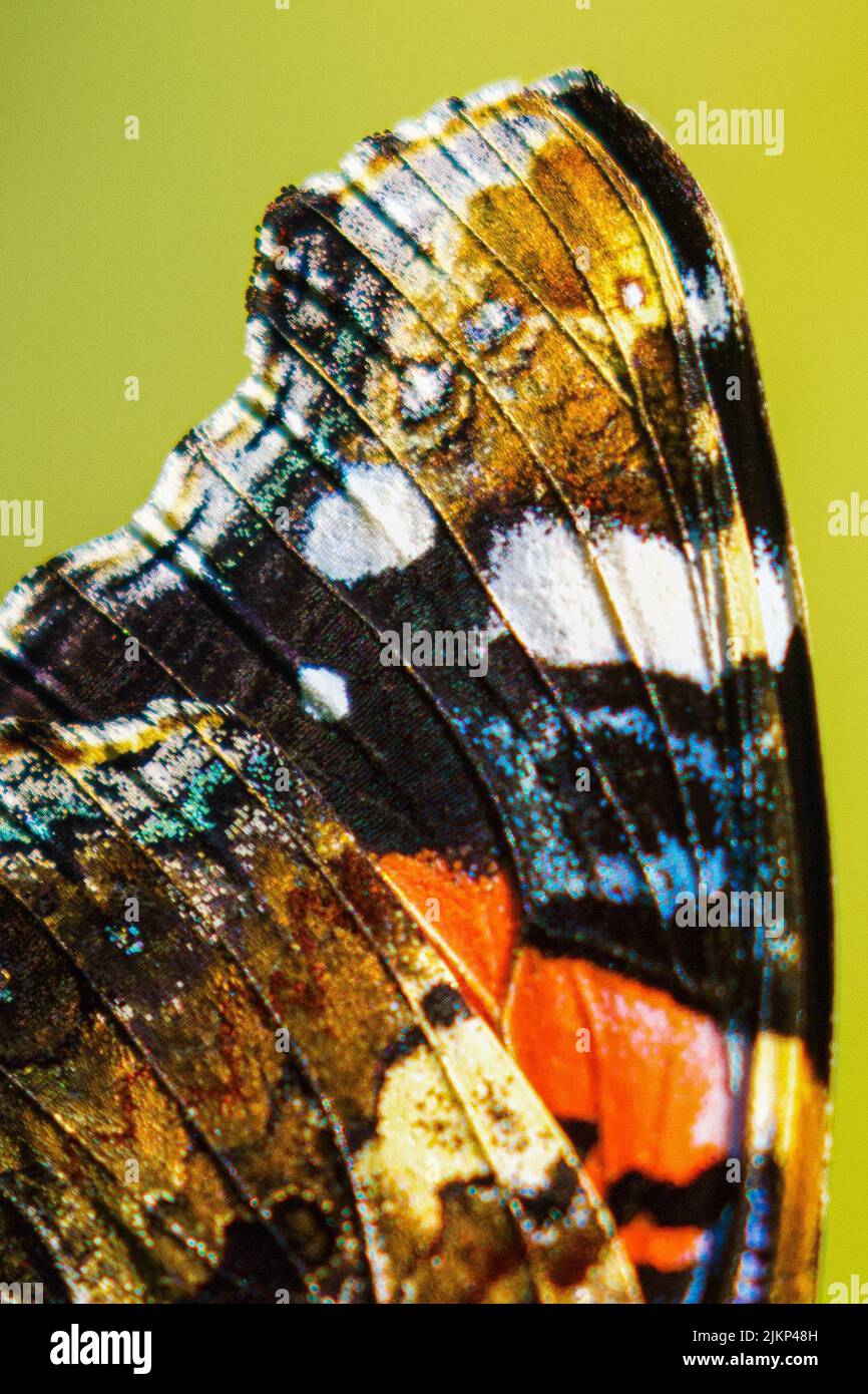 The upper wing of a fine-grained butterfly in a backyard in Basel ...