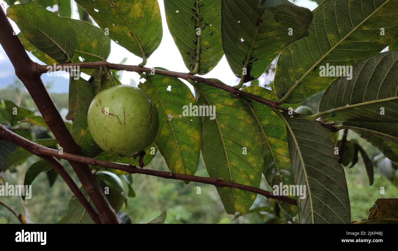 A walnut tree with ripening fruits Stock Photo - Alamy