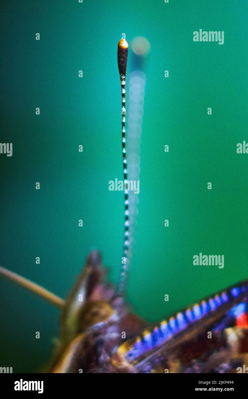 The antenna of a fine-grained butterfly in a backyard in Basel ...