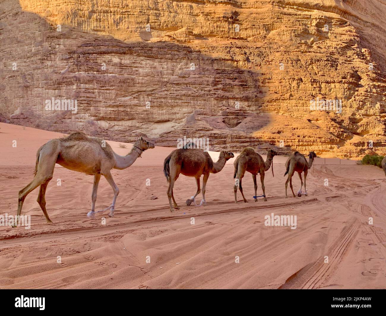 Camels outdoors hi-res stock photography and images - Alamy