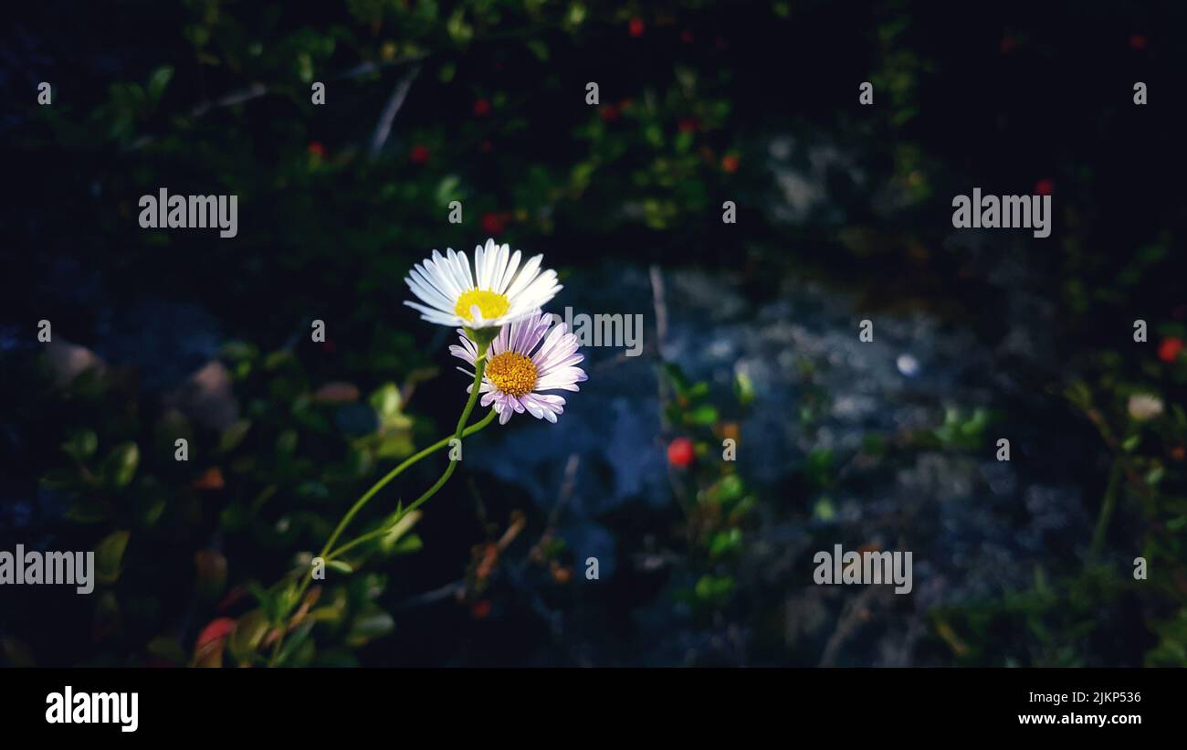 A close-up of daisy flowers in the Butchart Gardens, Canada Stock Photo ...
