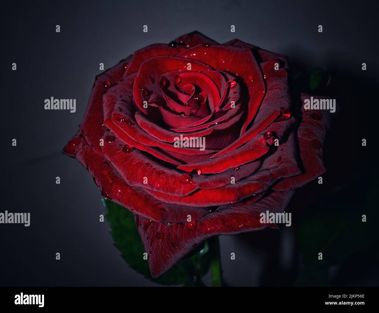 Wet red rose hi-res stock photography and images - Alamy